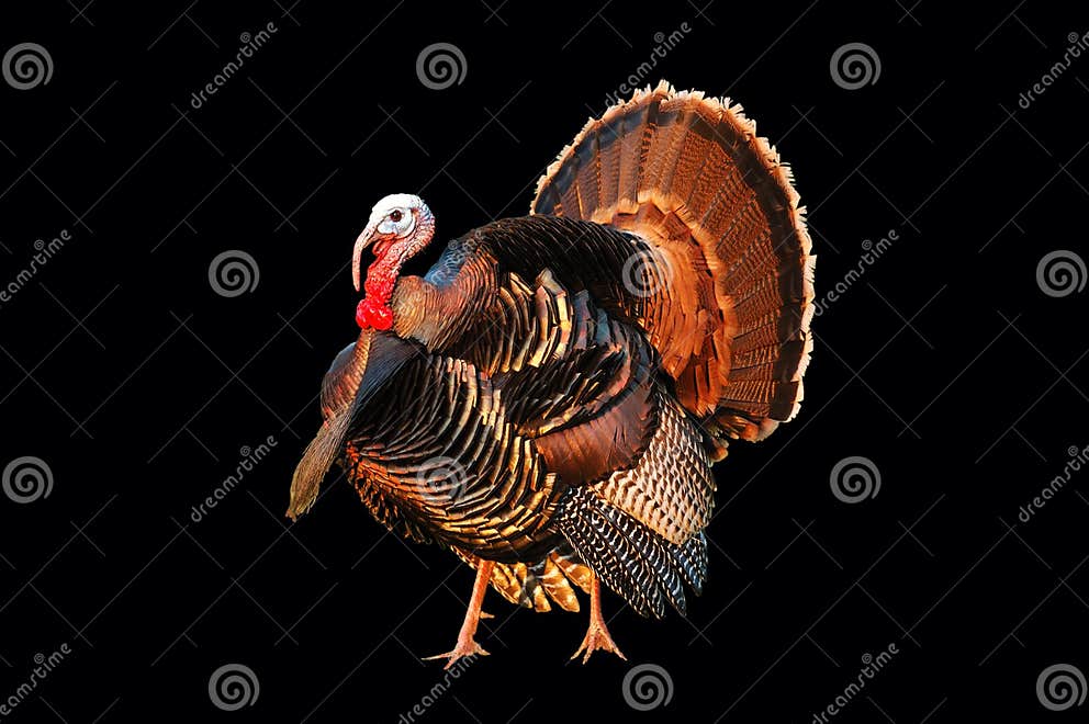 Turkey tom strutting stock image. Image of male, plumage - 5736043