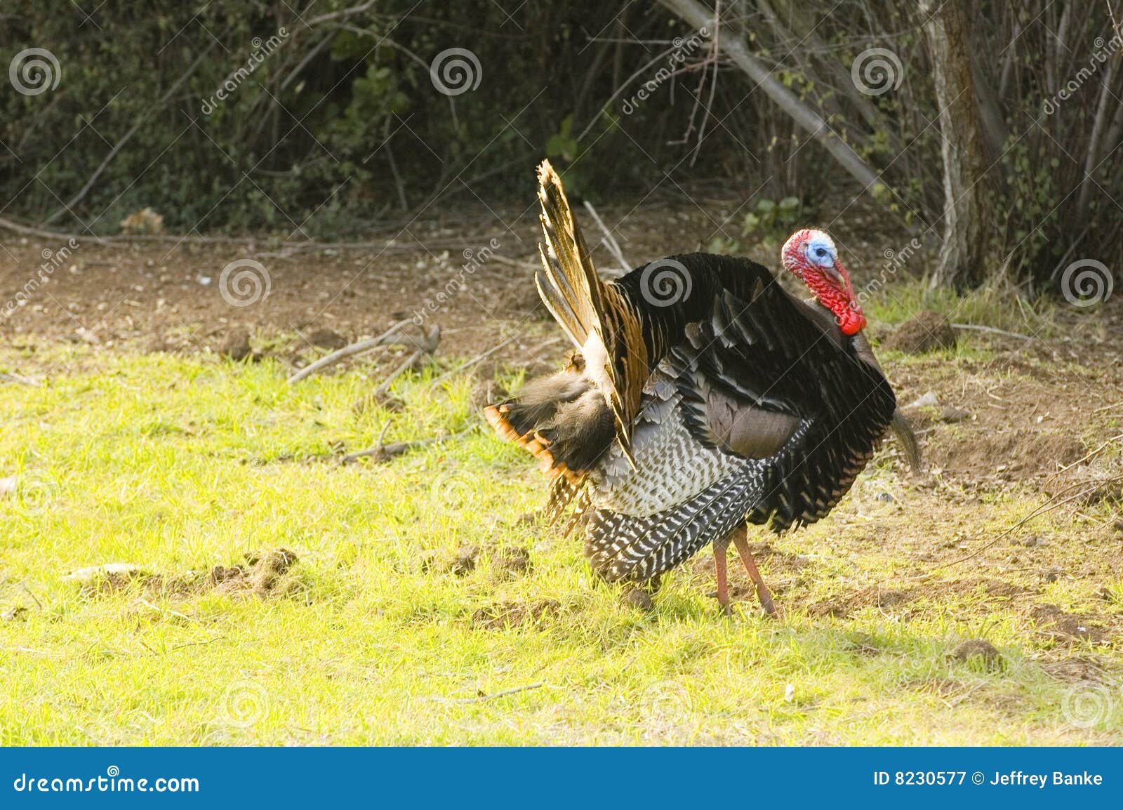 Turkey tom strutting stock image. Image of wattle, feather - 8230577