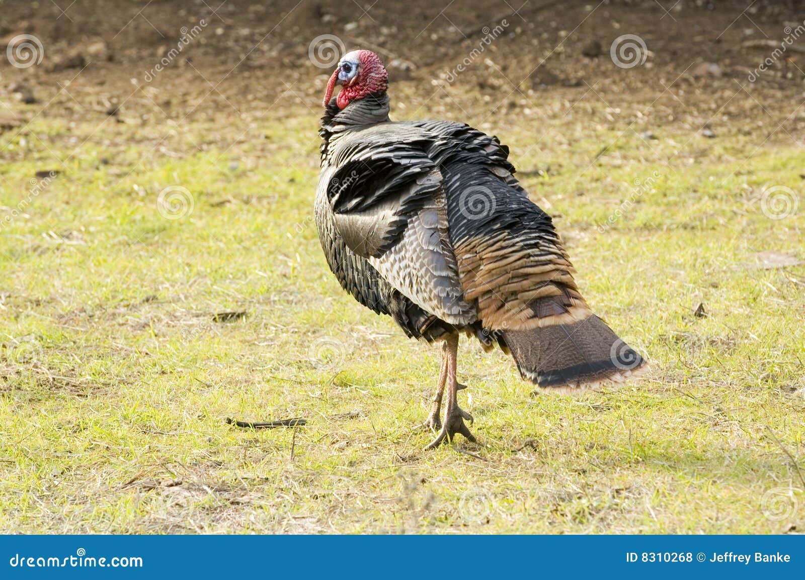 Turkey tom strutting stock photo. Image of meleagris, galliformes - 8310268