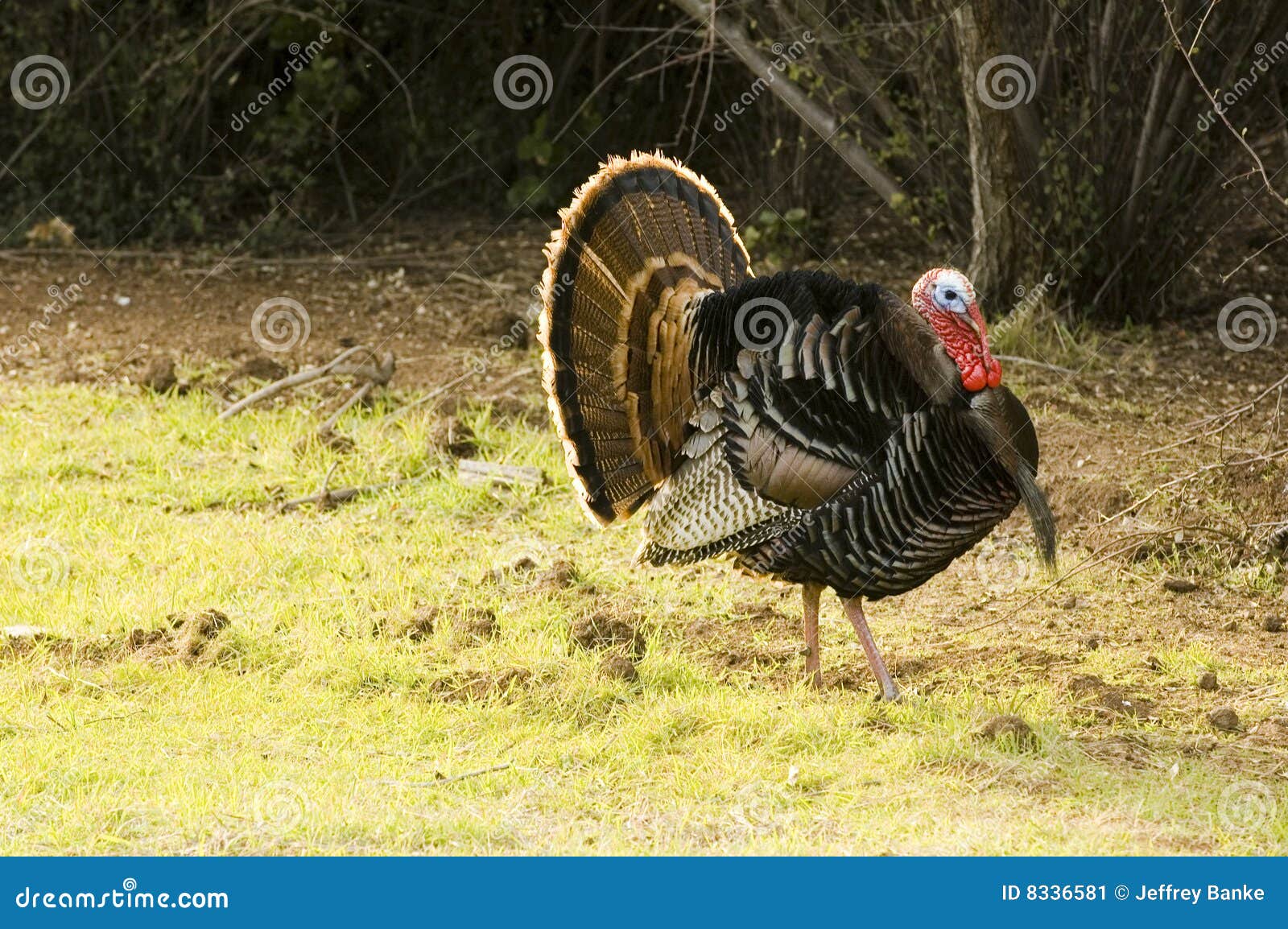 Turkey tom strutting stock image. Image of tail, turkey - 8336581