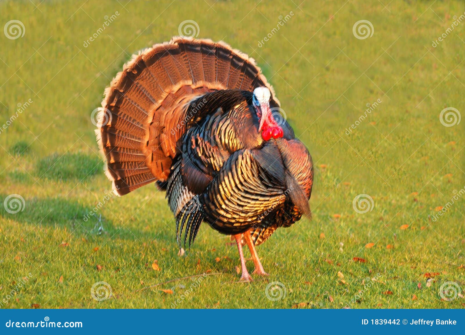 Turkey Tom Strutting His Stuff Stock Photo - Image of thanksgiving ...