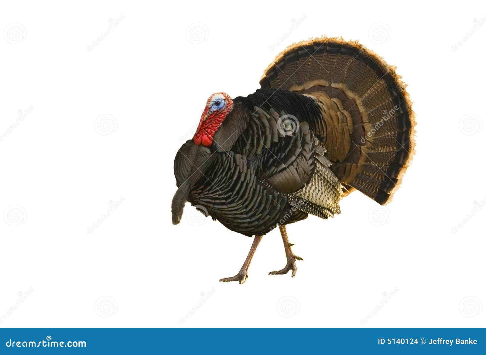 Turkey Tom Strutting Isolated on White Stock Photo - Image of beard ...