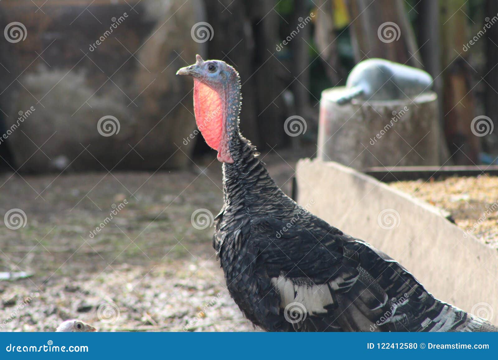 Turkey stock photo. Image of chickens, chicken, turkeys - 122412580
