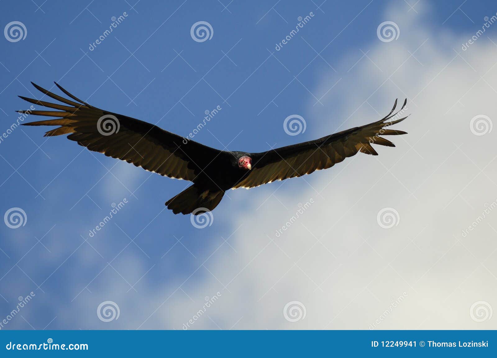 Turkey vulture stock image. Image of raptor, nature, vulture - 12249941