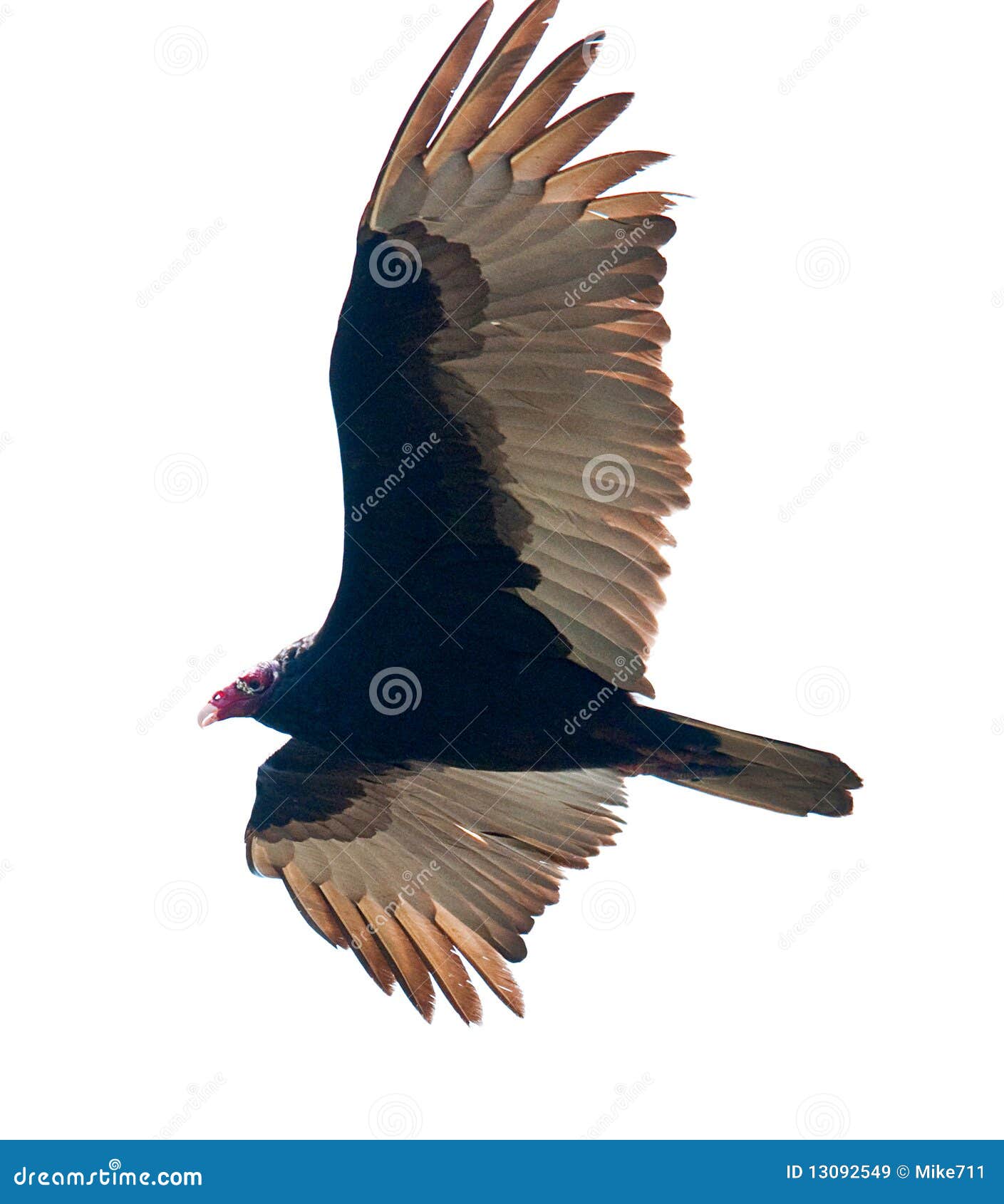 Turkey Vulture Bird Facing Forward Royalty-Free Stock Photo ...