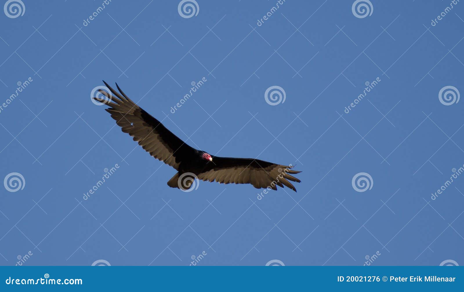 Turkey Vulture Bird Facing Forward Royalty-Free Stock Photo ...