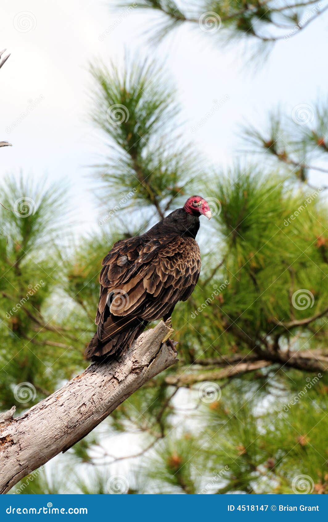 Turkey Vulture Bird Facing Forward Royalty-Free Stock Photo ...