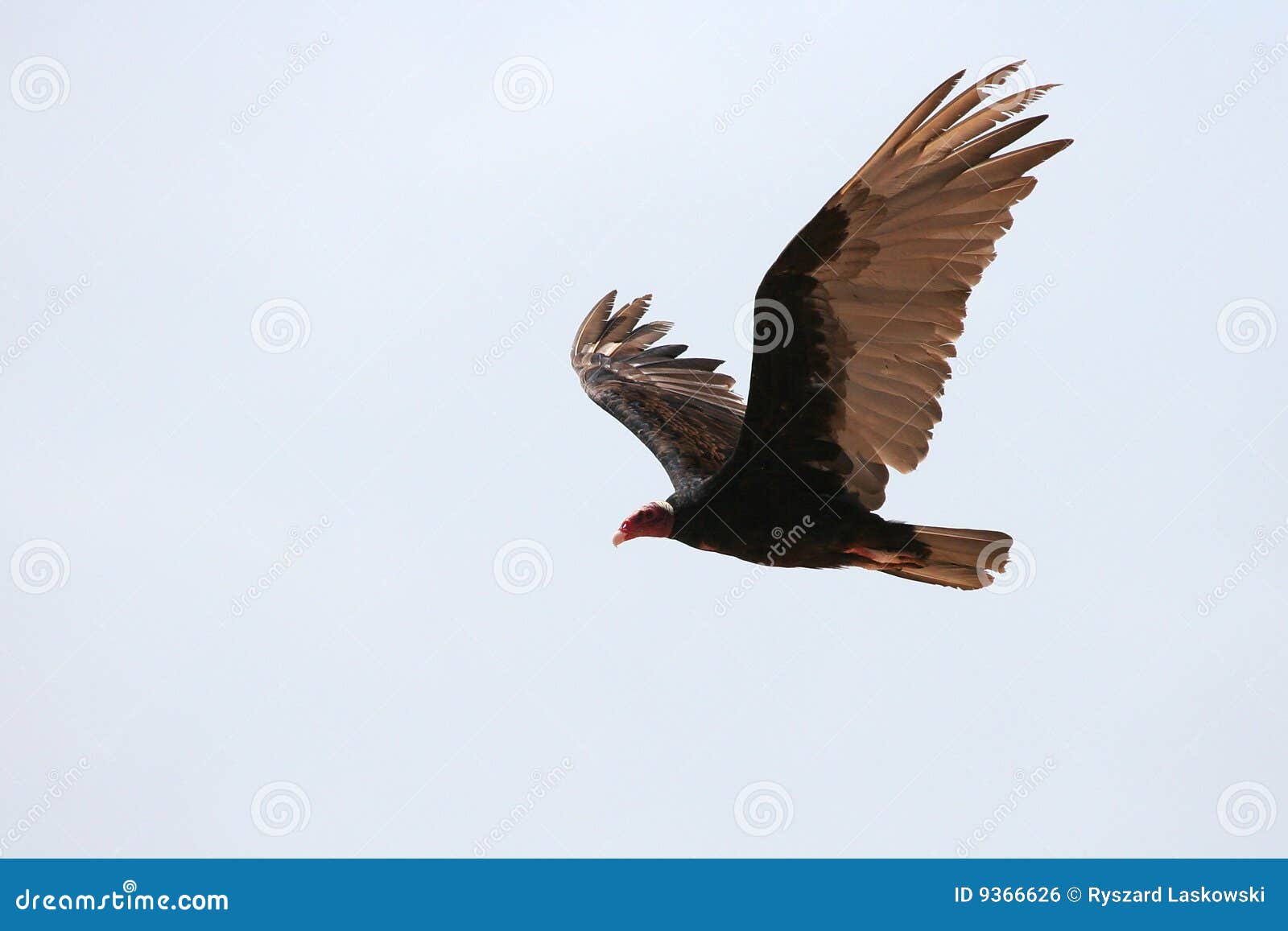 Turkey Vulture Bird Facing Forward Royalty-Free Stock Photo ...