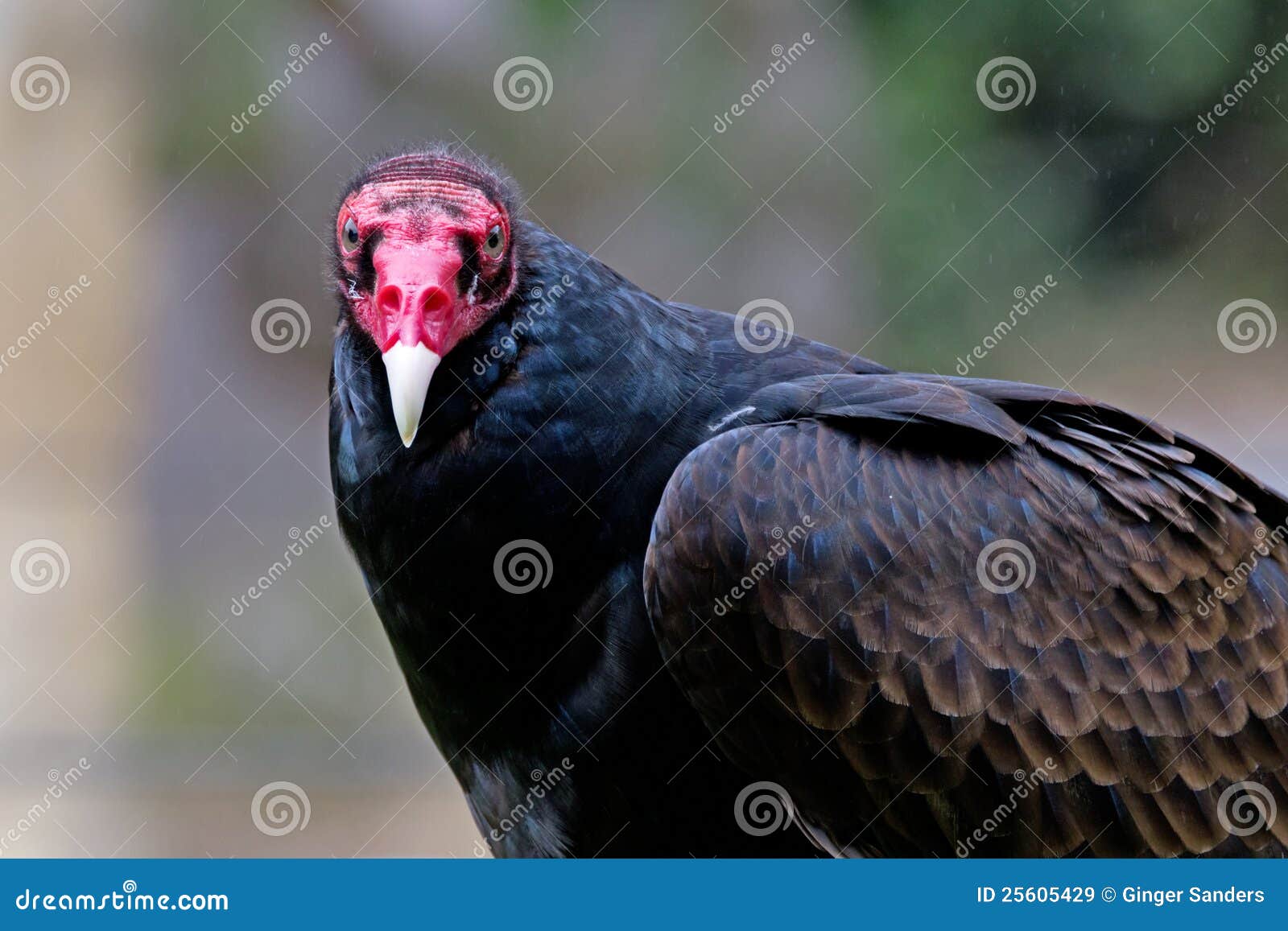 Turkey Vulture Bird Facing Forward Stock Image - Image of feathers ...