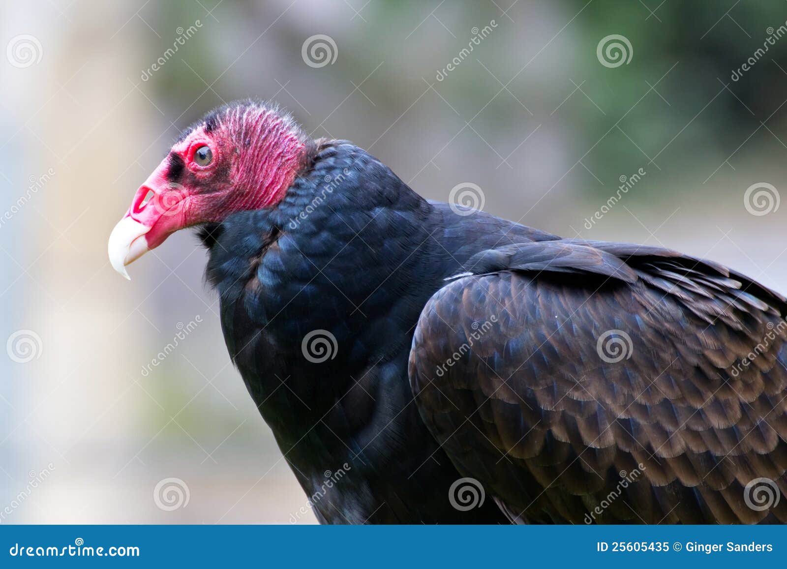 Turkey Vulture Bird in Profile Stock Image - Image of horizontal ...