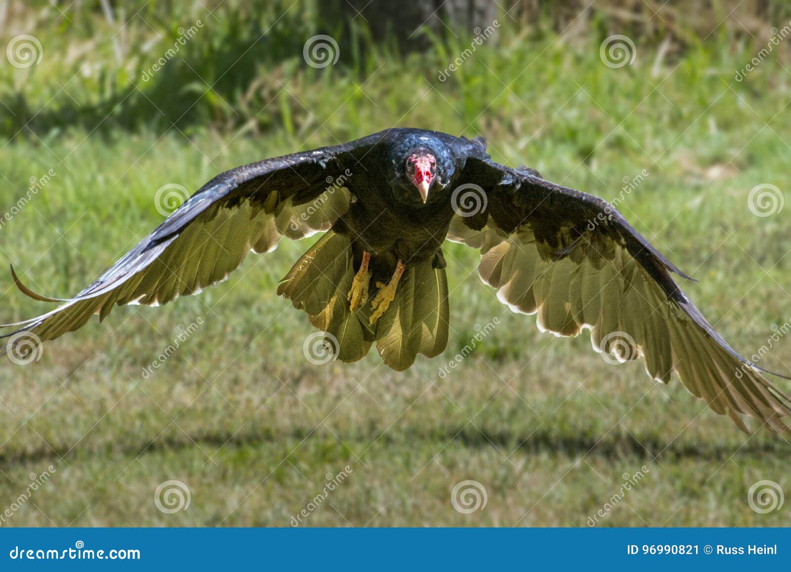 Turkey Vulture stock image. Image of prey, turkey, raptor - 96990821
