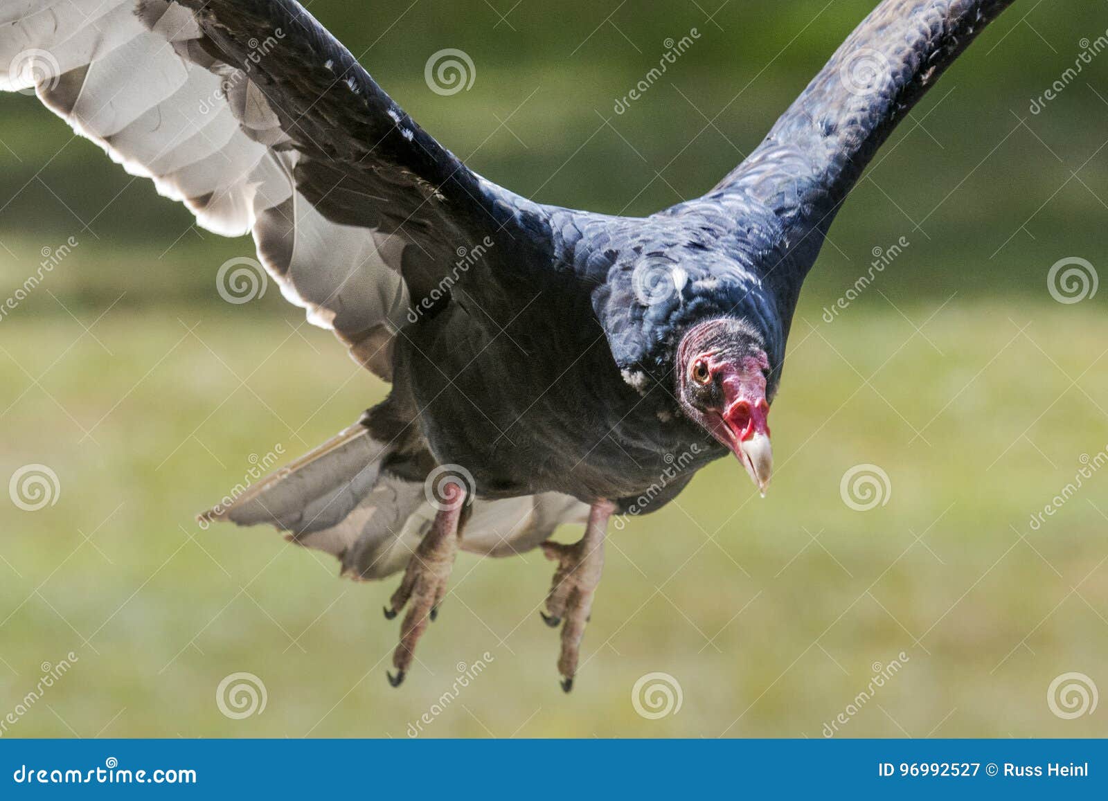 Turkey Vulture stock image. Image of prey, flying, turkey - 96992527