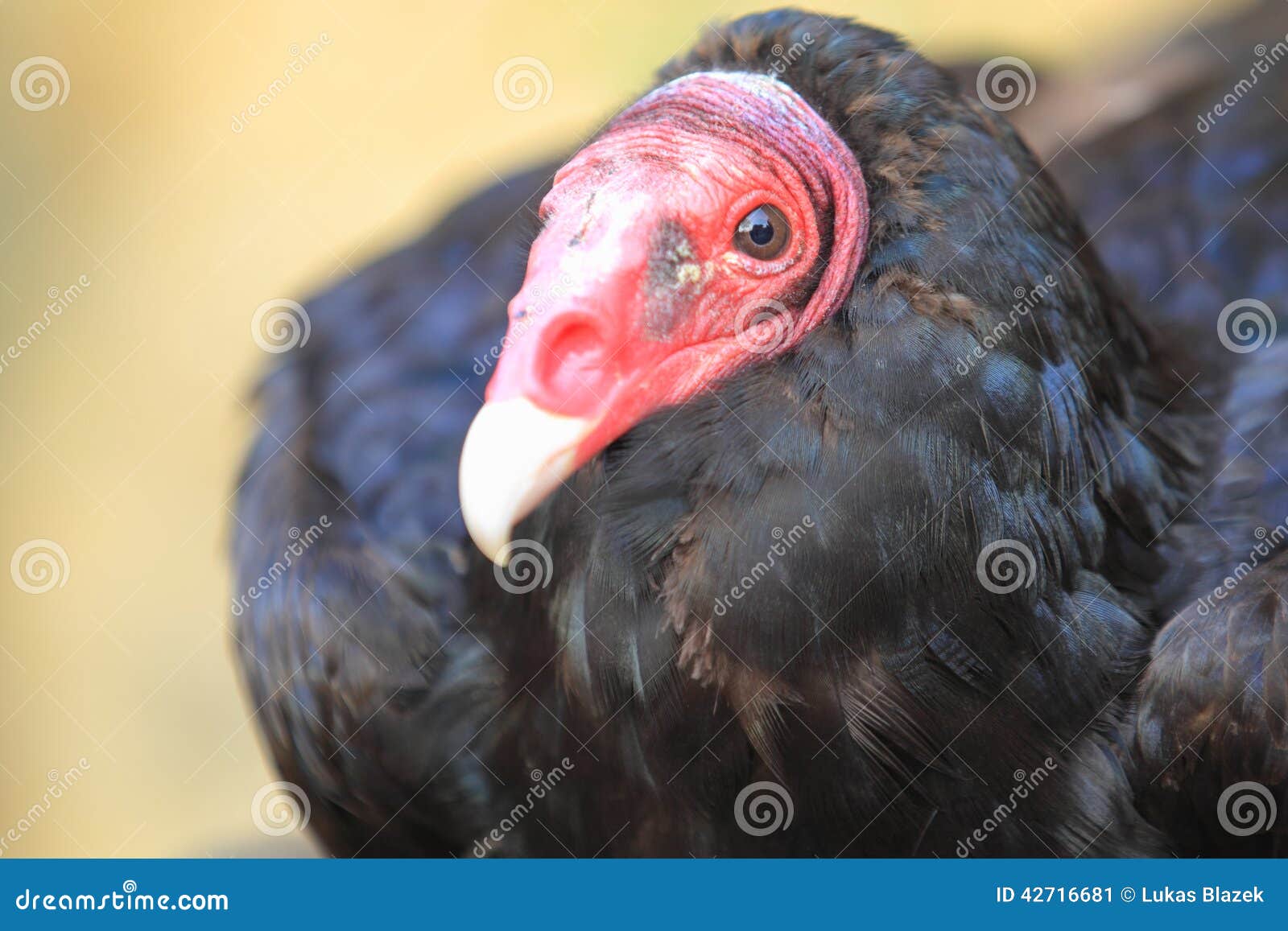Turkey vulture stock image. Image of grass, cathartes - 42716681