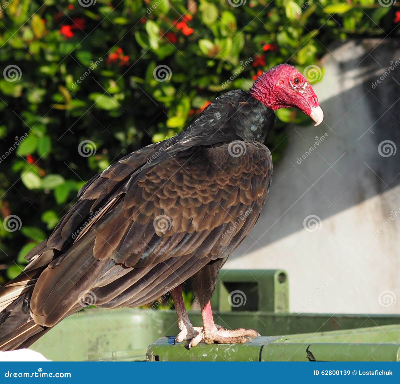 Turkey Vulture in Cuba stock image. Image of wildlife - 62800139