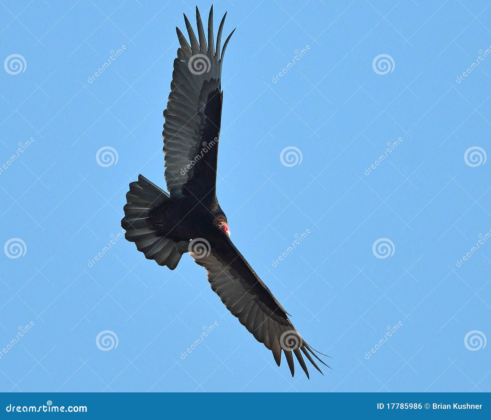 Turkey Vulture in Flight stock photo. Image of turkey - 17785986