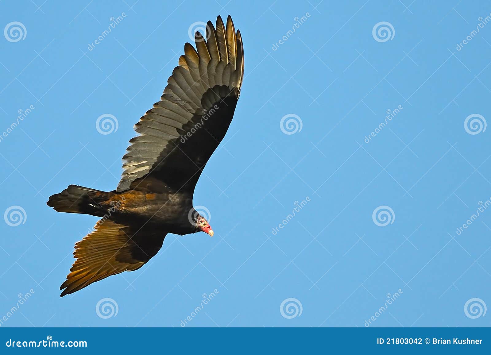 Turkey Vulture in Flight stock photo. Image of flying - 21803042
