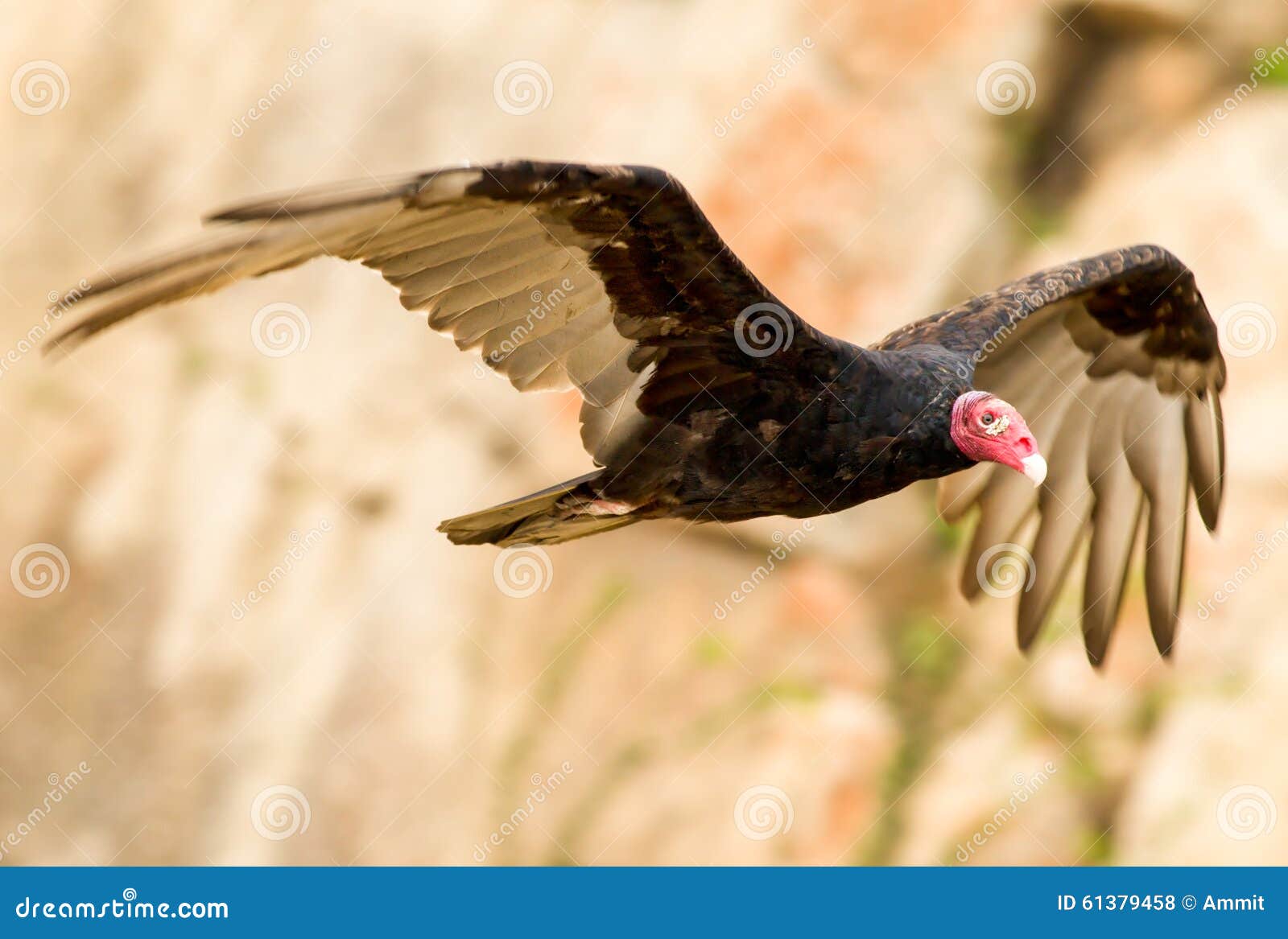 Turkey Vulture In Flight Stock Photo - Image: 61379458