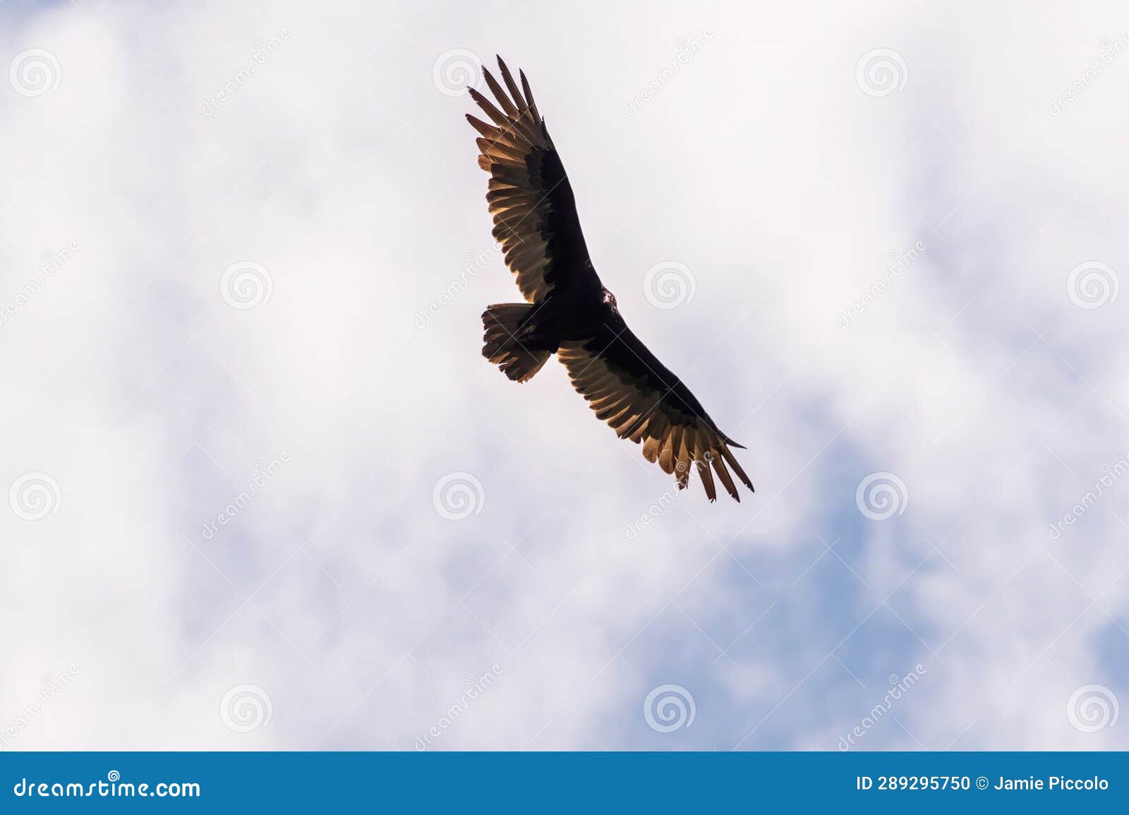 Turkey Vulture in Flight Overhead Stock Photo - Image of flight, turkey ...