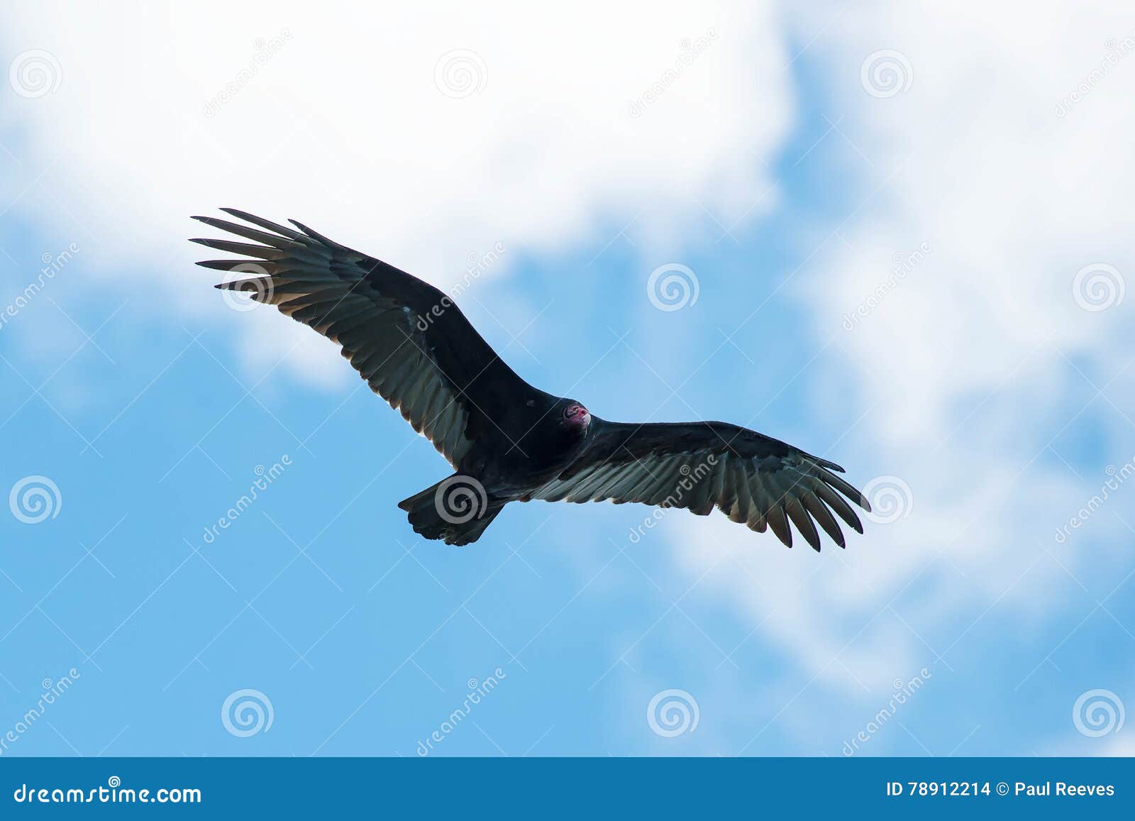 Turkey Vulture - Cathartes Aura Stock Photo - Image of canadian ...
