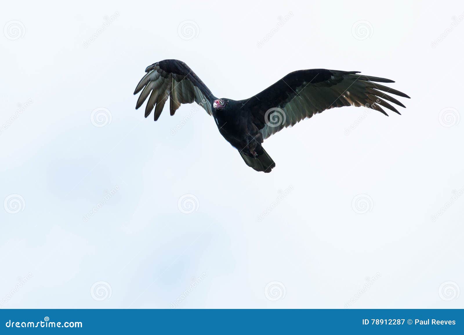 Turkey Vulture - Cathartes Aura Stock Image - Image of wing, ontario ...