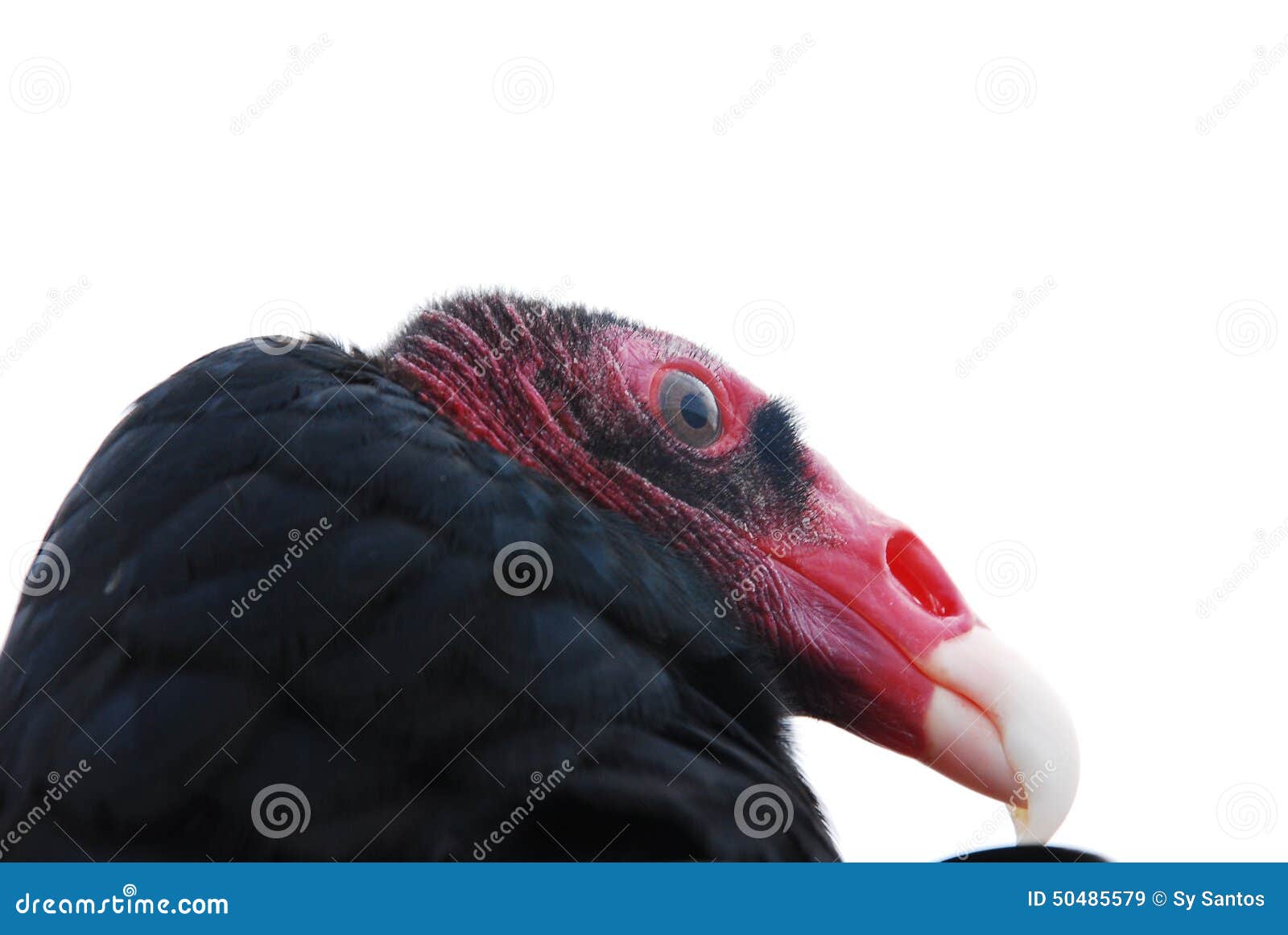 Turkey Vulture Head Facing RIght Stock Image - Image of feathers ...