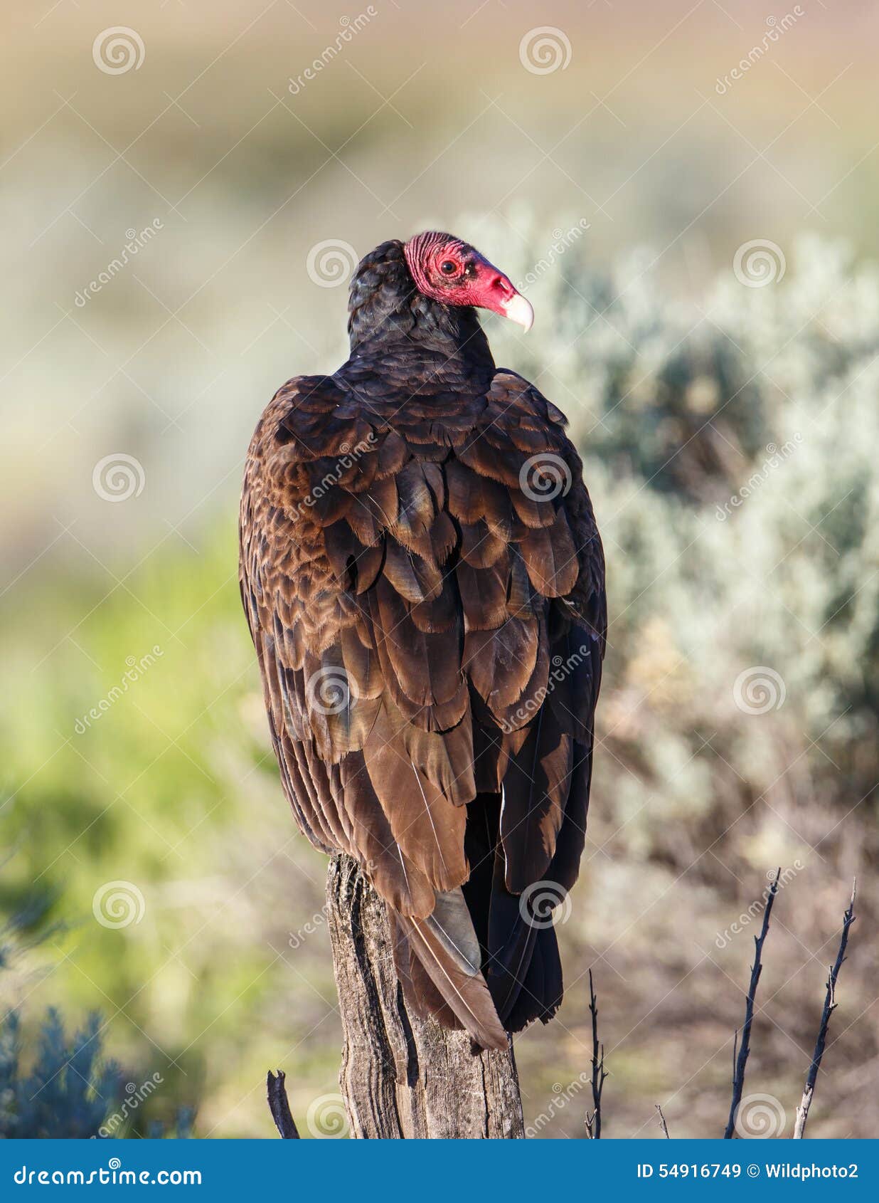 Turkey Vulture with Head Turned Stock Image - Image of cathartes, head ...