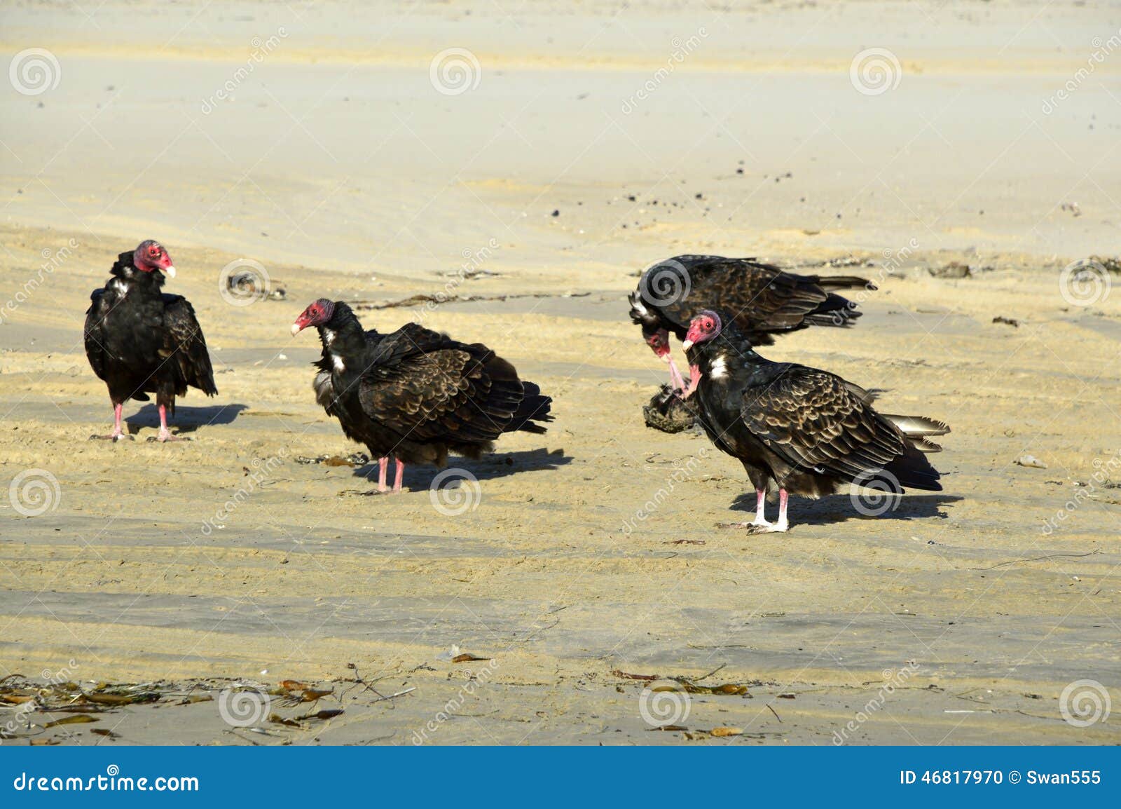 Turkey vulture stock photo. Image of bait, fauna, bloodthirsty - 46817970