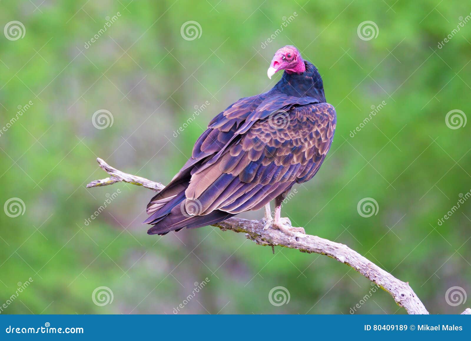 Turkey Vulture Looking Back Stock Image - Image of bird, conservation ...