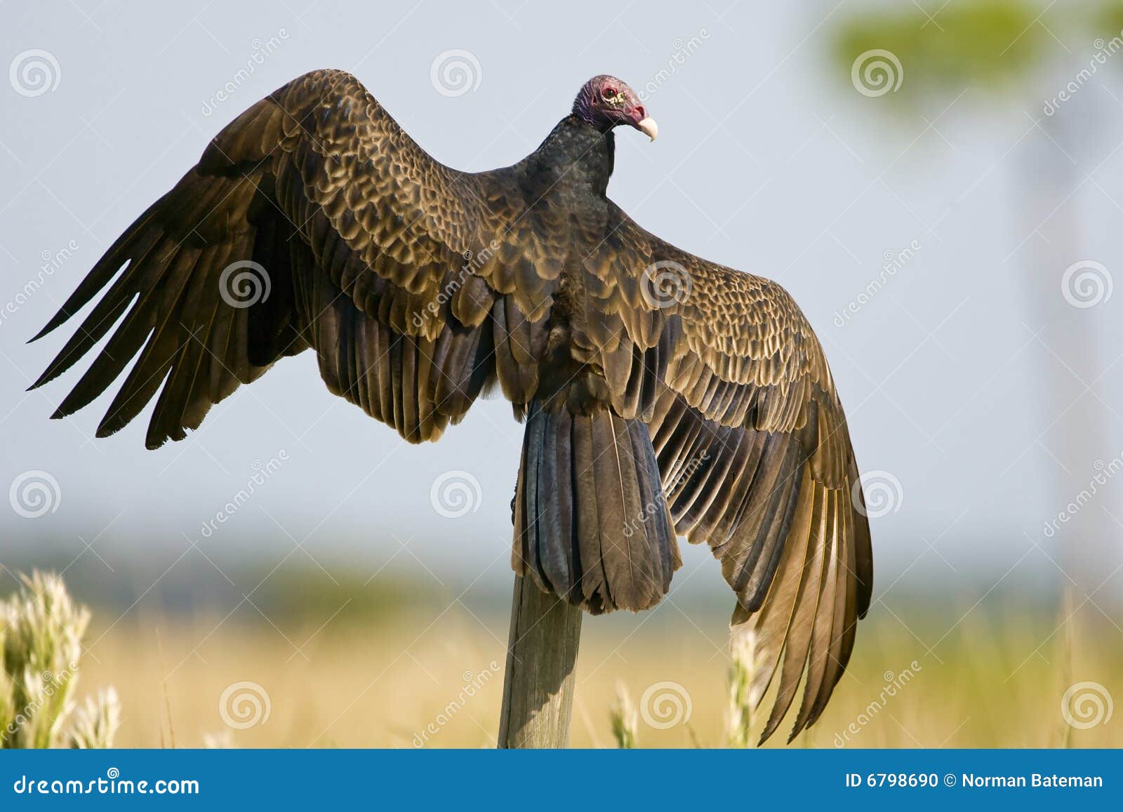 A Turkey Vulture perched stock photo. Image of talons - 6798690