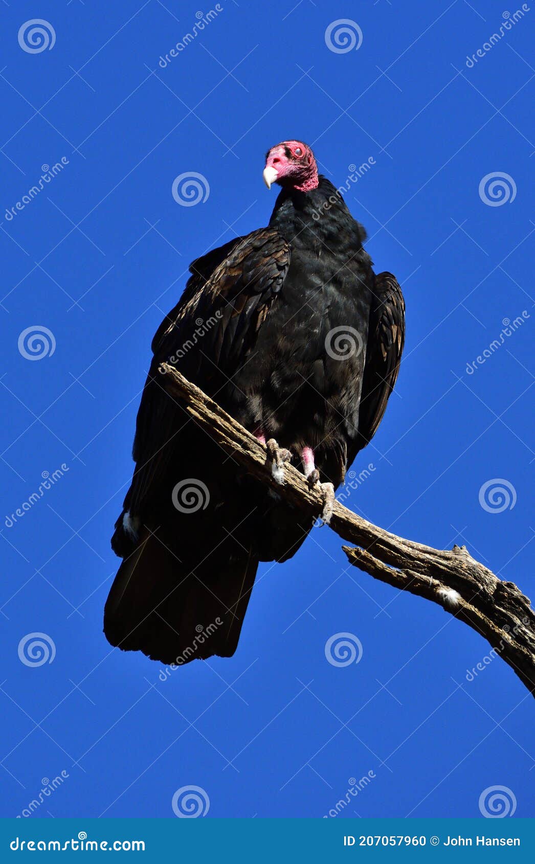 Turkey vulture perched stock photo. Image of scanning - 207057960