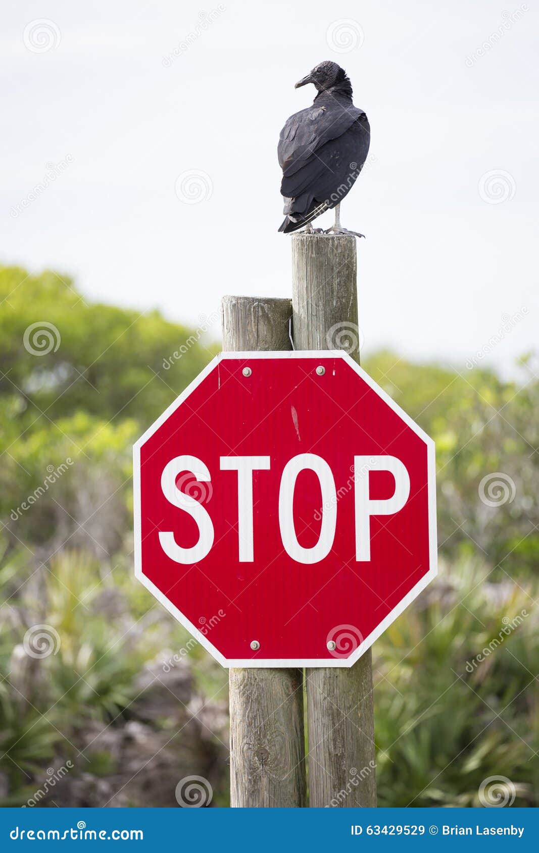 Turkey Vulture Perched on a Stop Sign Stock Image - Image of stop ...