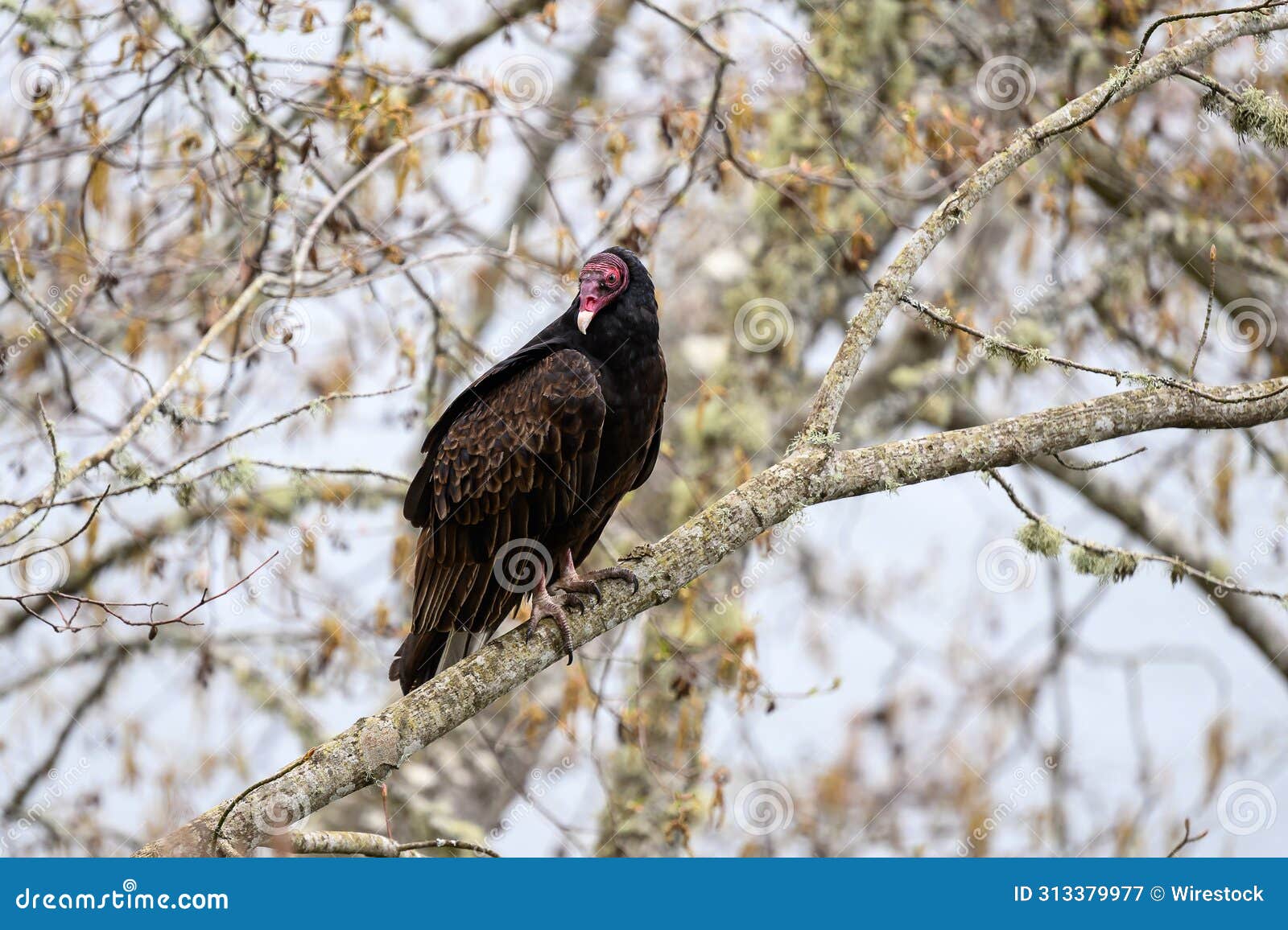Turkey Vulture Perched on a Tree Branch Stock Image - Image of perching ...