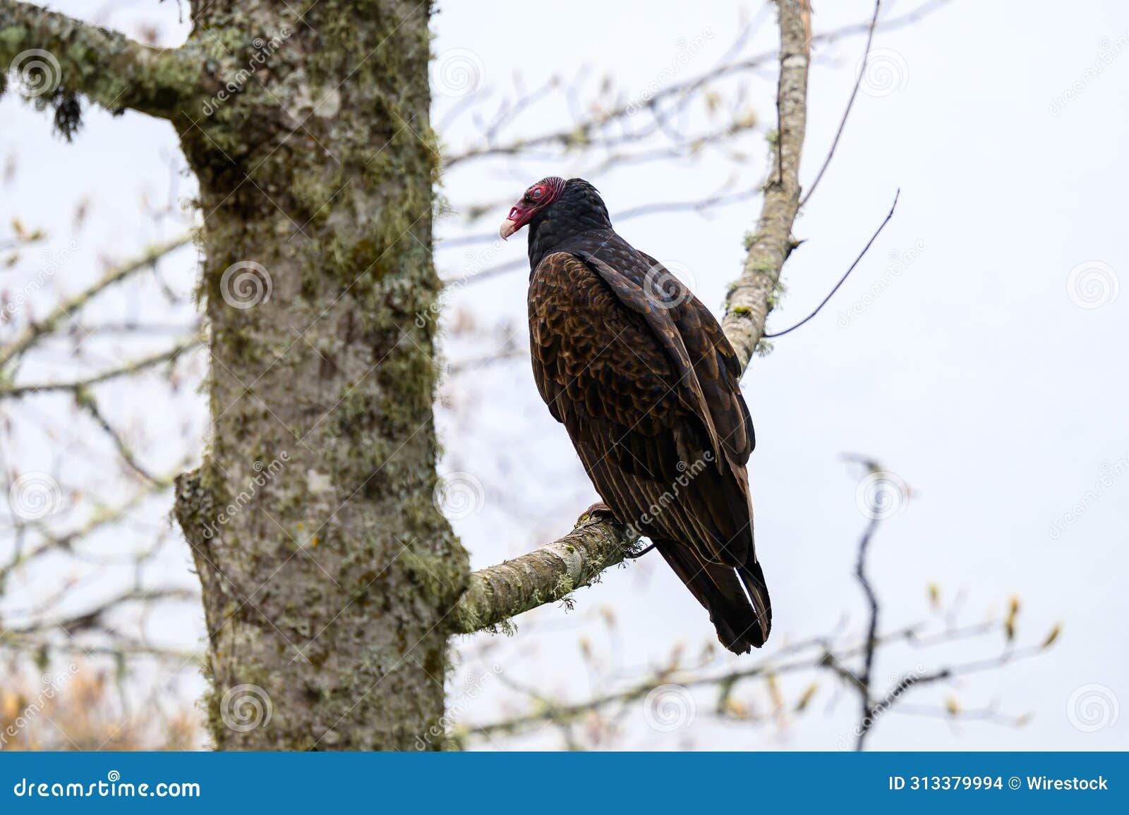 Turkey Vulture Perched on a Tree Branch Stock Photo - Image of perching ...