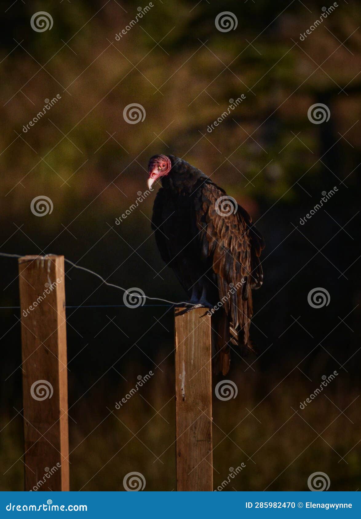 Turkey Vulture Perching on a Wooden Fence Post Stock Photo - Image of ...