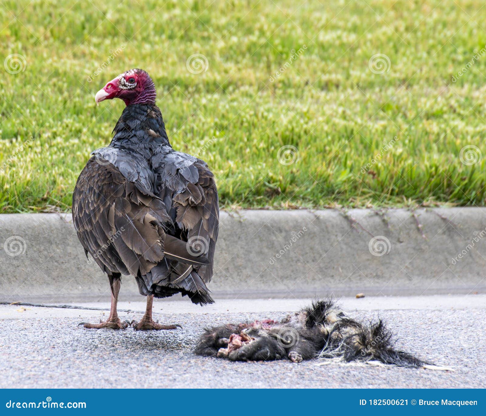 Turkey Vulture with Road Kill Stock Image - Image of wild, wildlife ...
