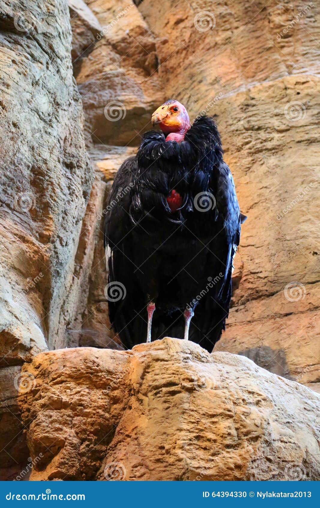 Turkey Vulture stock photo. Image of carrion, grunt, flying - 64394330