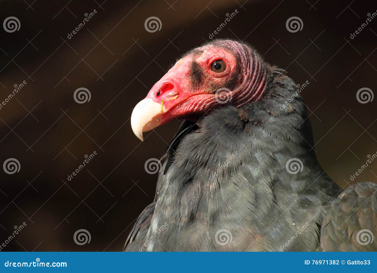 Turkey Vulture Ruff stock photo. Image of desert, bird - 76971382