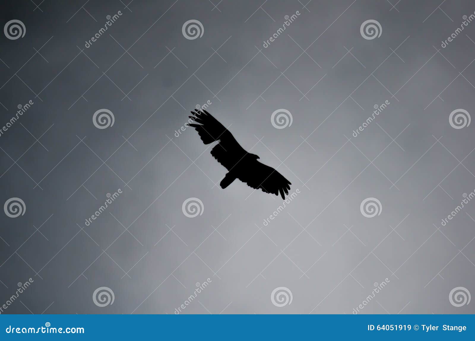 Vulture Silhouette Flying In Blue Sky Stock Photography | CartoonDealer ...