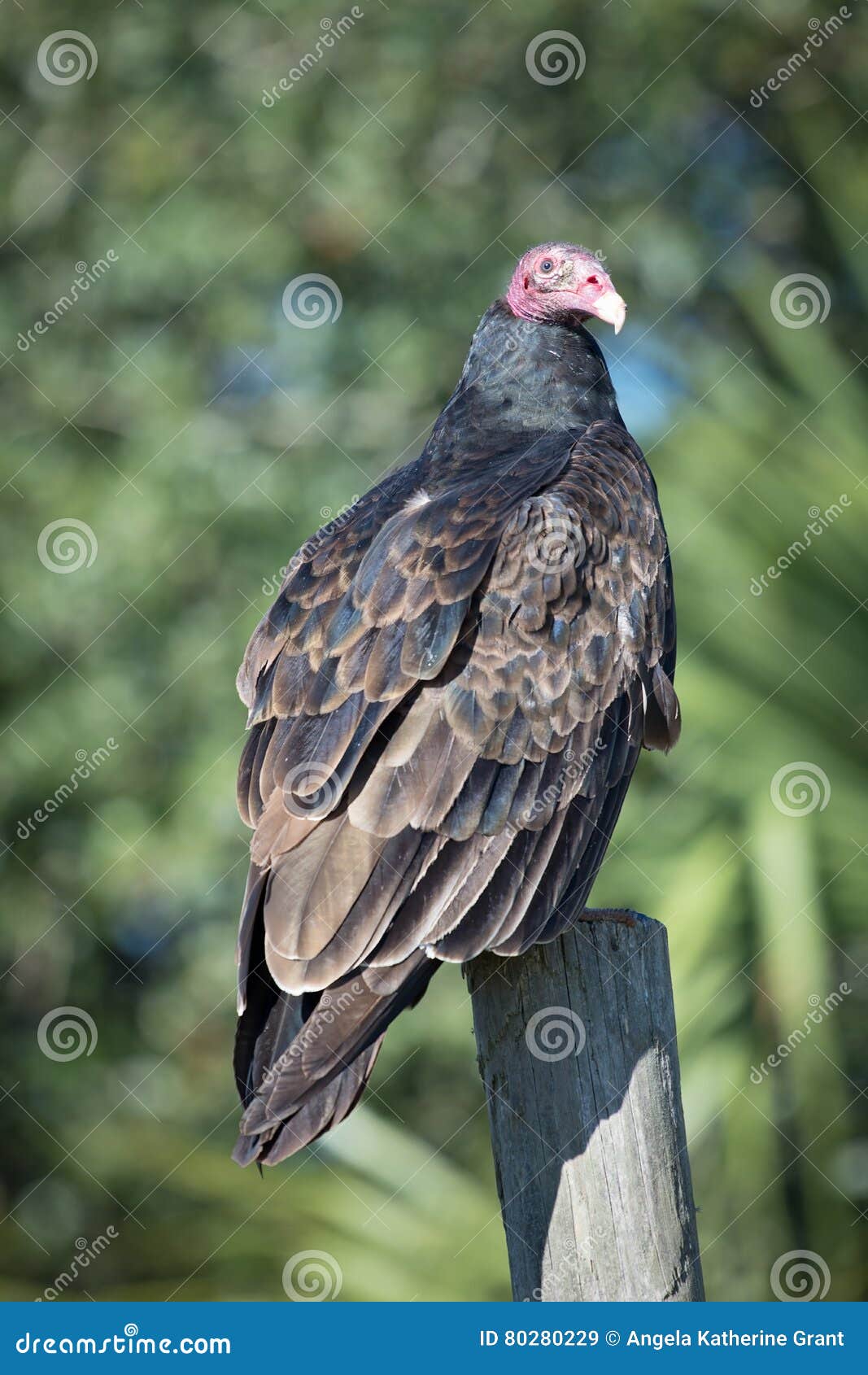 Turkey Vulture stock image. Image of human, bird, alvar - 80280229
