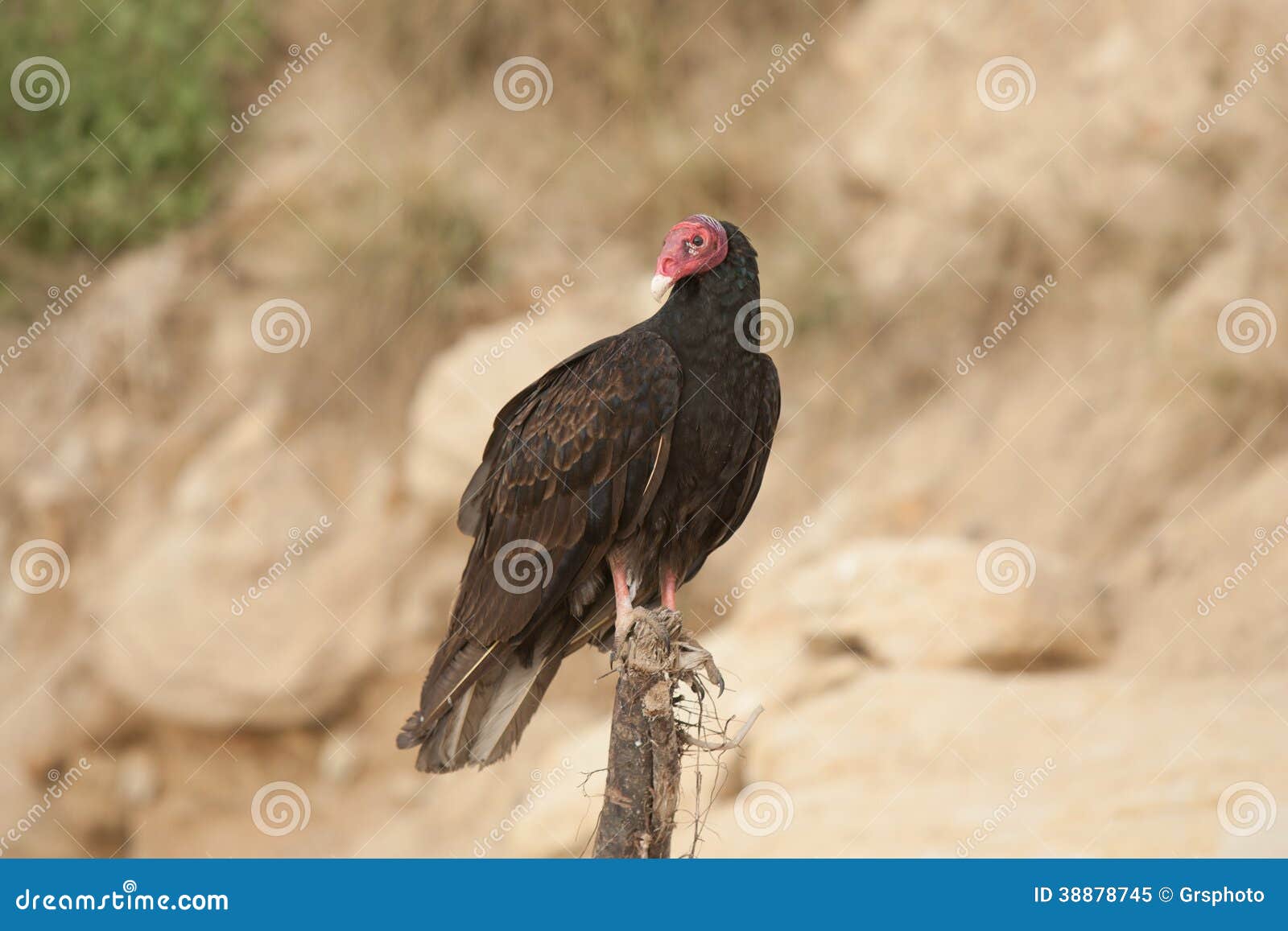 Turkey Vulture Sitting Against Sand Cliff Stock Image - Image of beak ...
