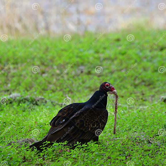 Turkey Vulture with Snake Skeleton Stock Image - Image of turkey, beak ...
