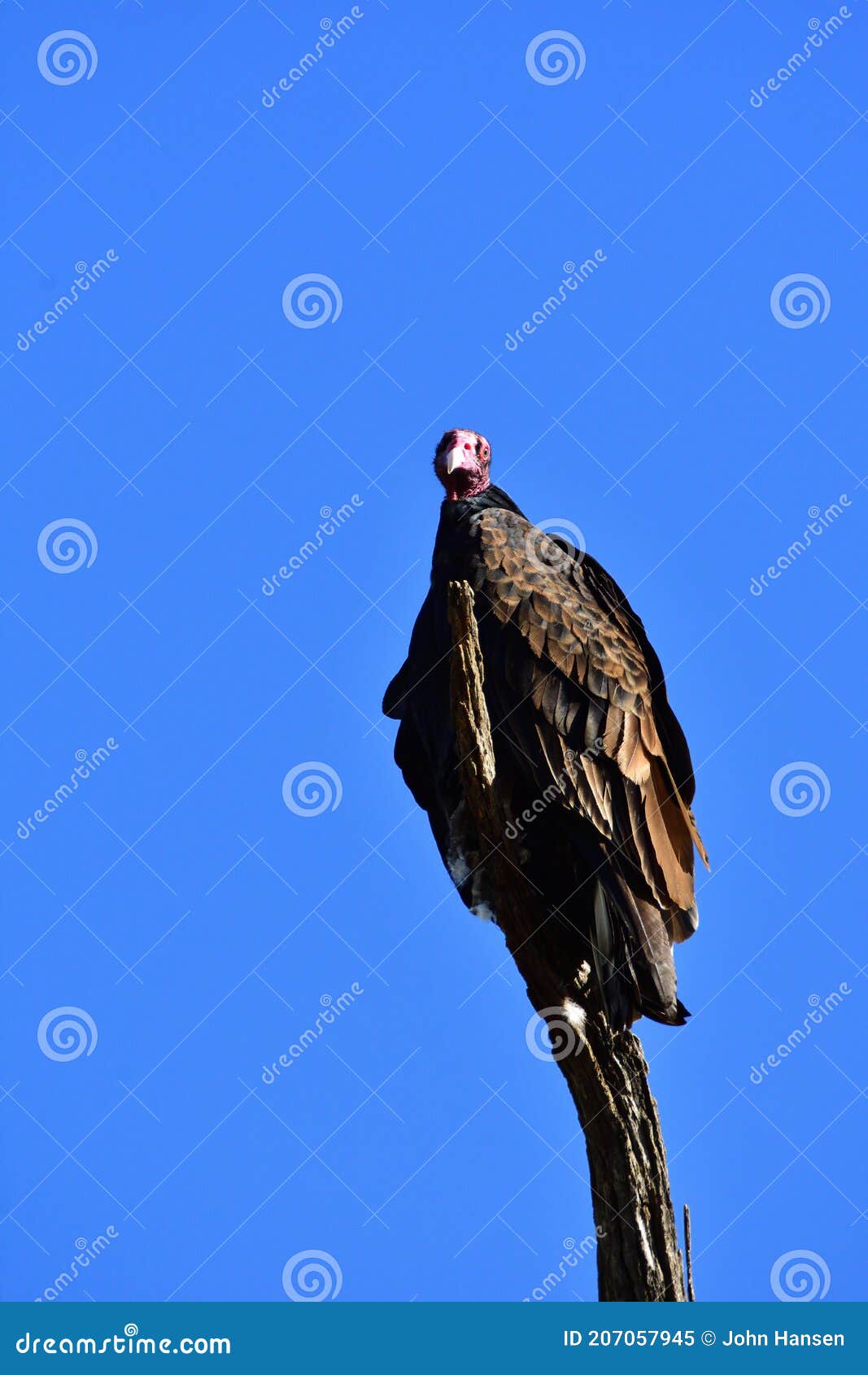 Turkey vulture stare stock image. Image of black, outside - 207057945