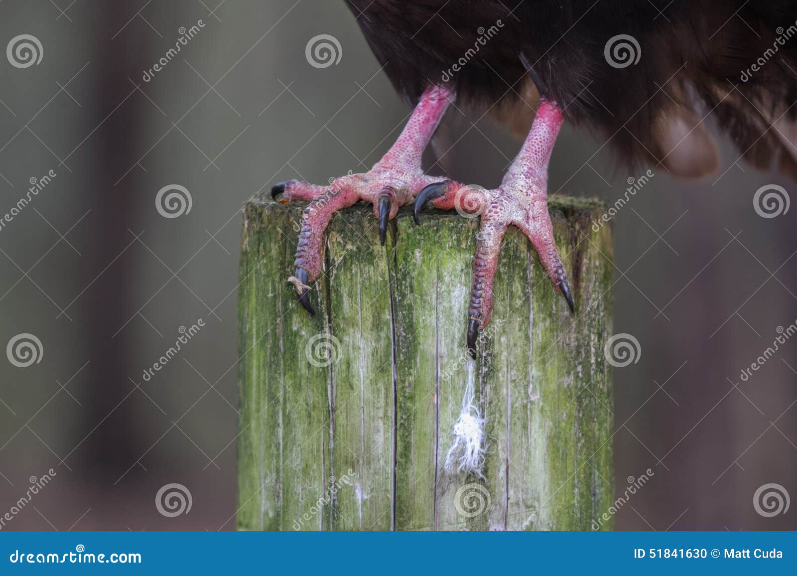 Turkey Vulture Talons stock photo. Image of talons, raptor - 51841630
