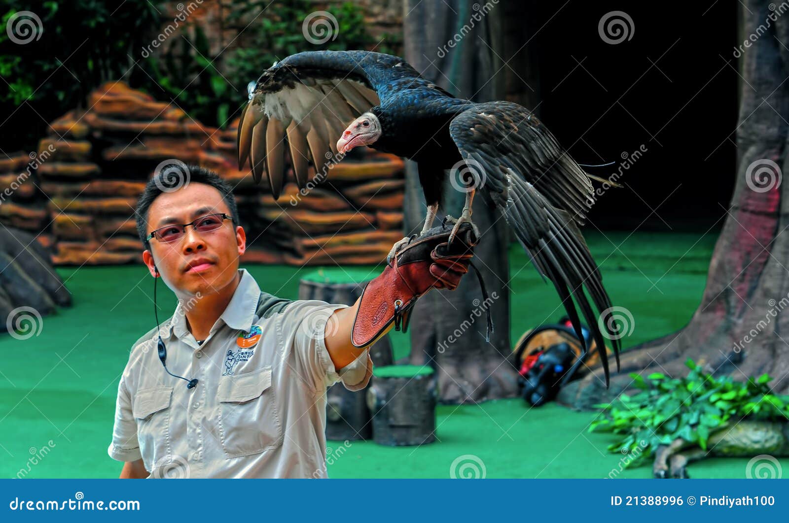 Turkey Vulture with Trainer Editorial Photo - Image of park, wildlife ...