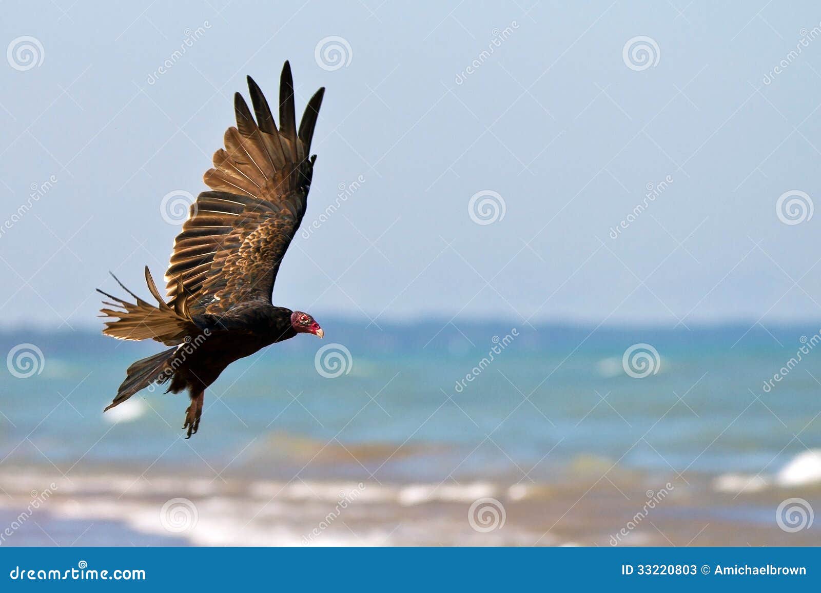 Turkey Vulture Turkey Buzzard in Flight Stock Image - Image of dead ...