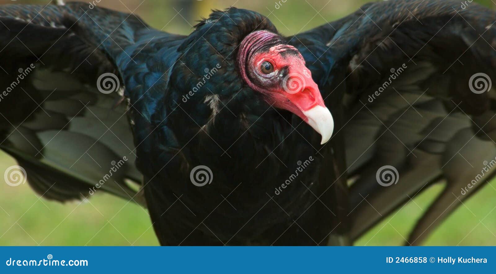 Turkey Vulture Bird Facing Forward Royalty-Free Stock Photo ...
