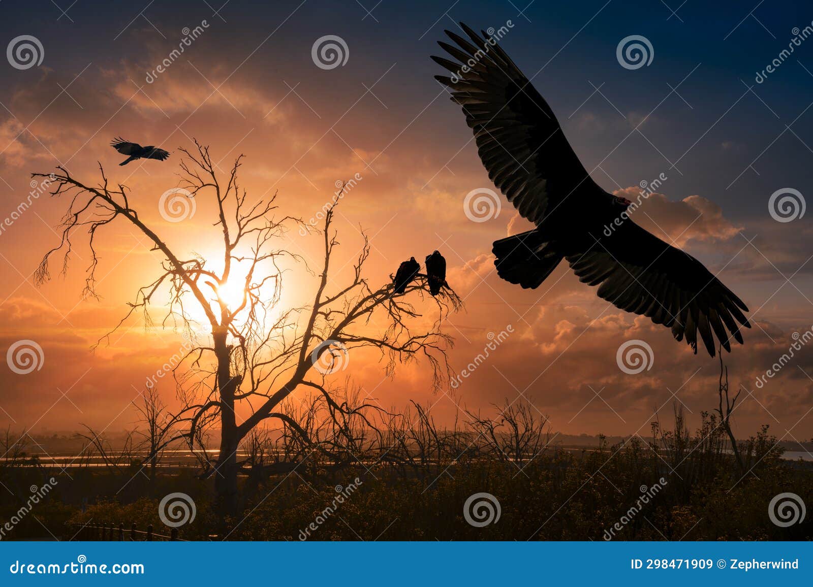 Turkey Vultures Perch in a Tree Stock Image - Image of perch, sunrise ...