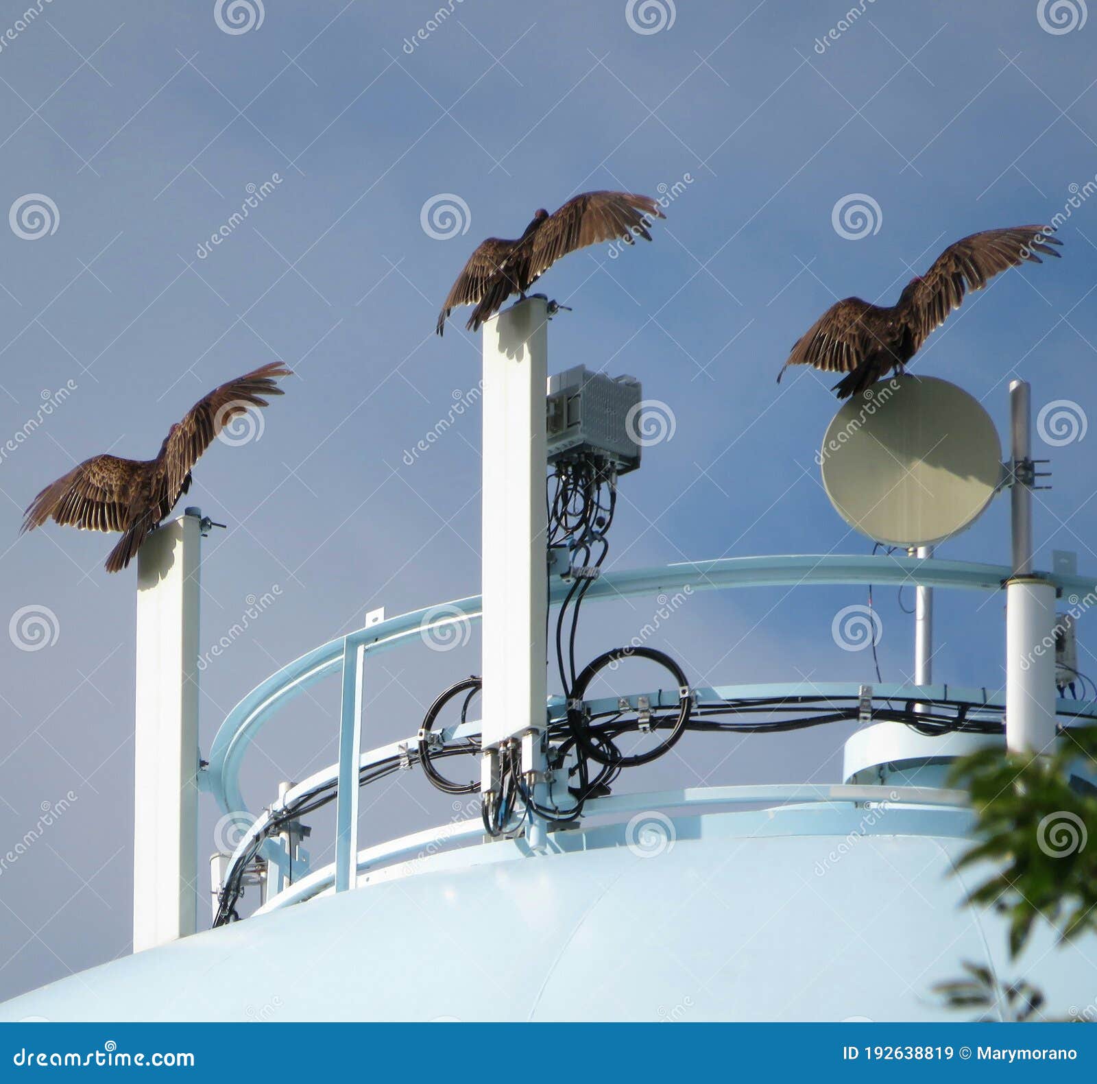 Turkey Vultures on a Water Tower Stock Image - Image of water, tower ...