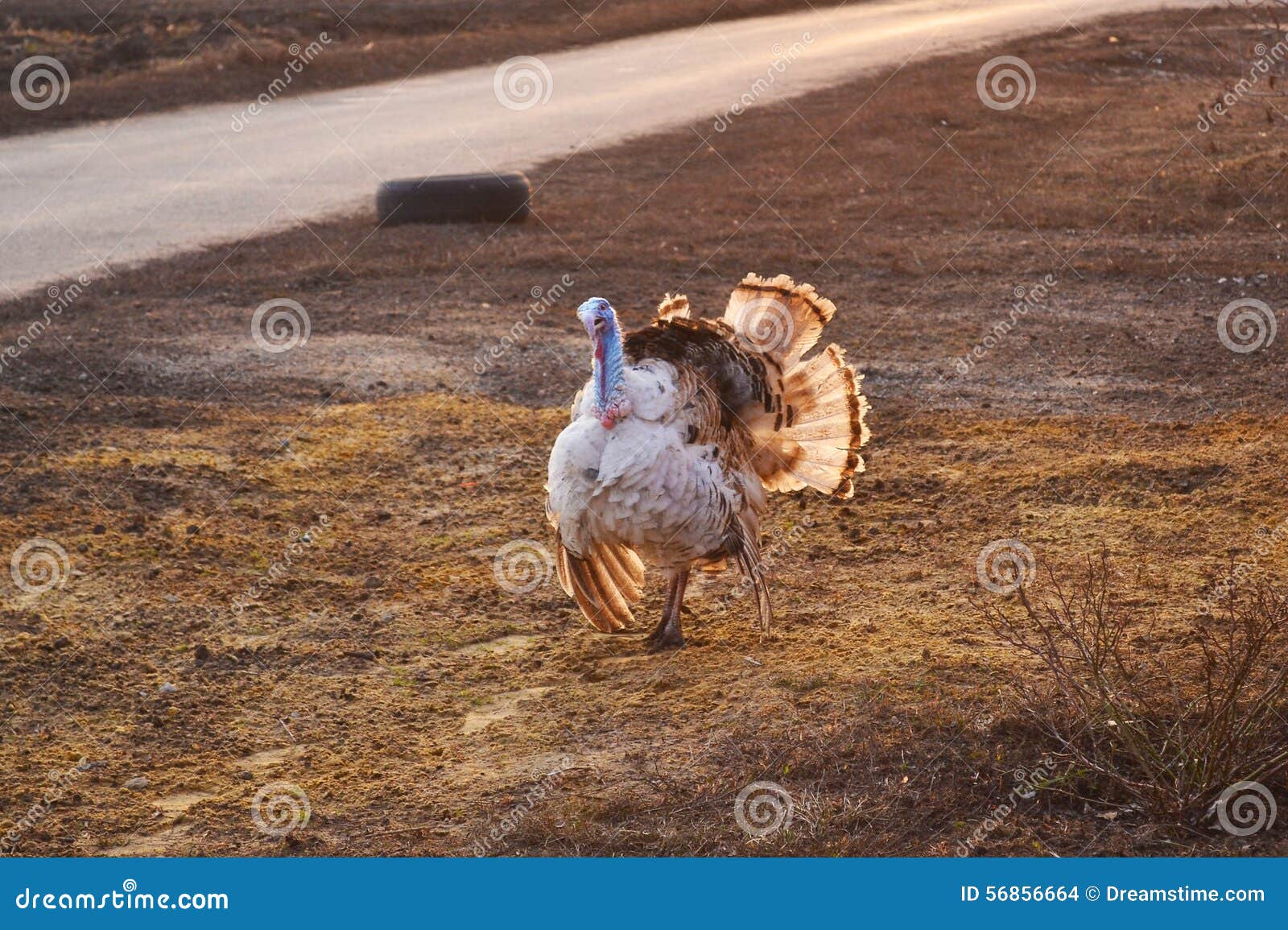 The Turkey is Walking Outdoors Stock Photo - Image of male, season ...
