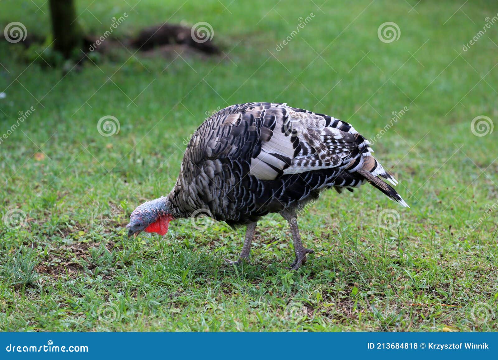 Turkey Walks and Skunk Grass . Stock Photo - Image of grass, park ...